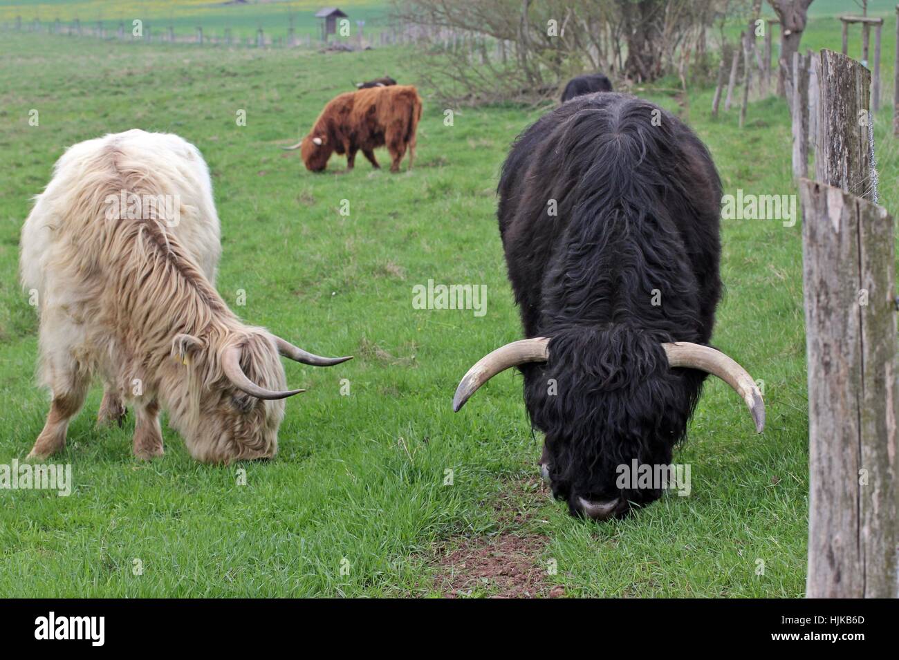 scottish highland cattle in three colors Stock Photo - Alamy