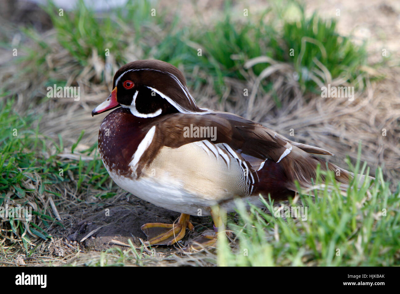 bird, birds, duck, waterfowls, waterfowl, drake, male, animal, bird ...