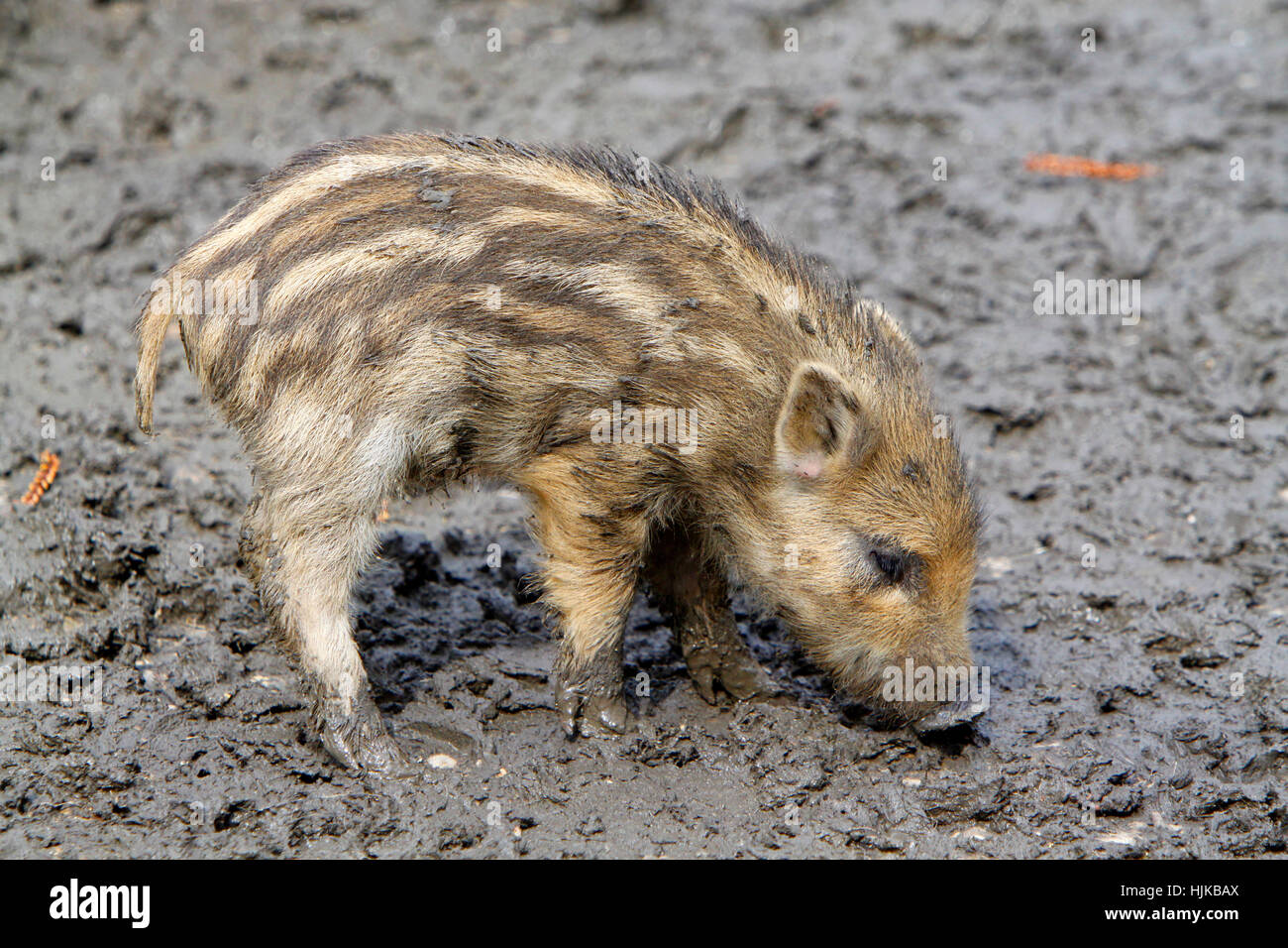 wild boar, pig, young animal, young of a wild boar, animal child, wild ...