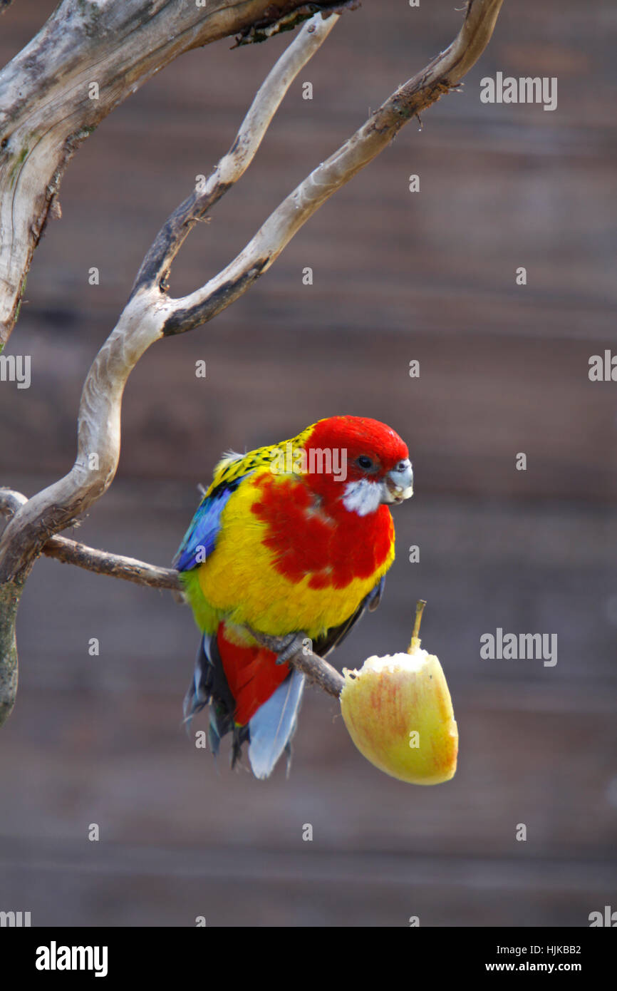 pet, bird, birds, parakeet, parrot, pet, bird, birds, branch, to gorge ...