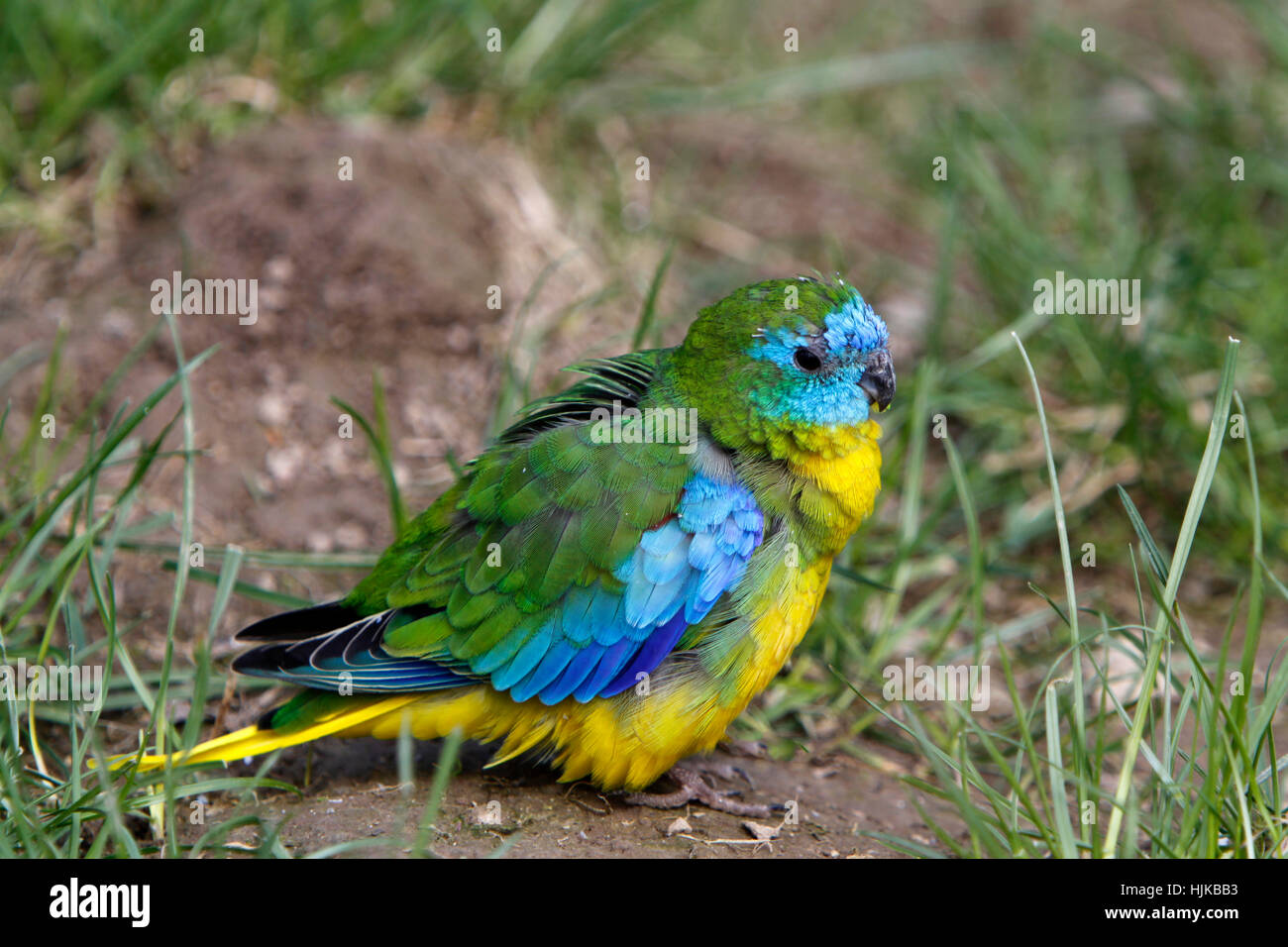 bird, birds, australia, parakeet, parrot, animal, bird, birds ...