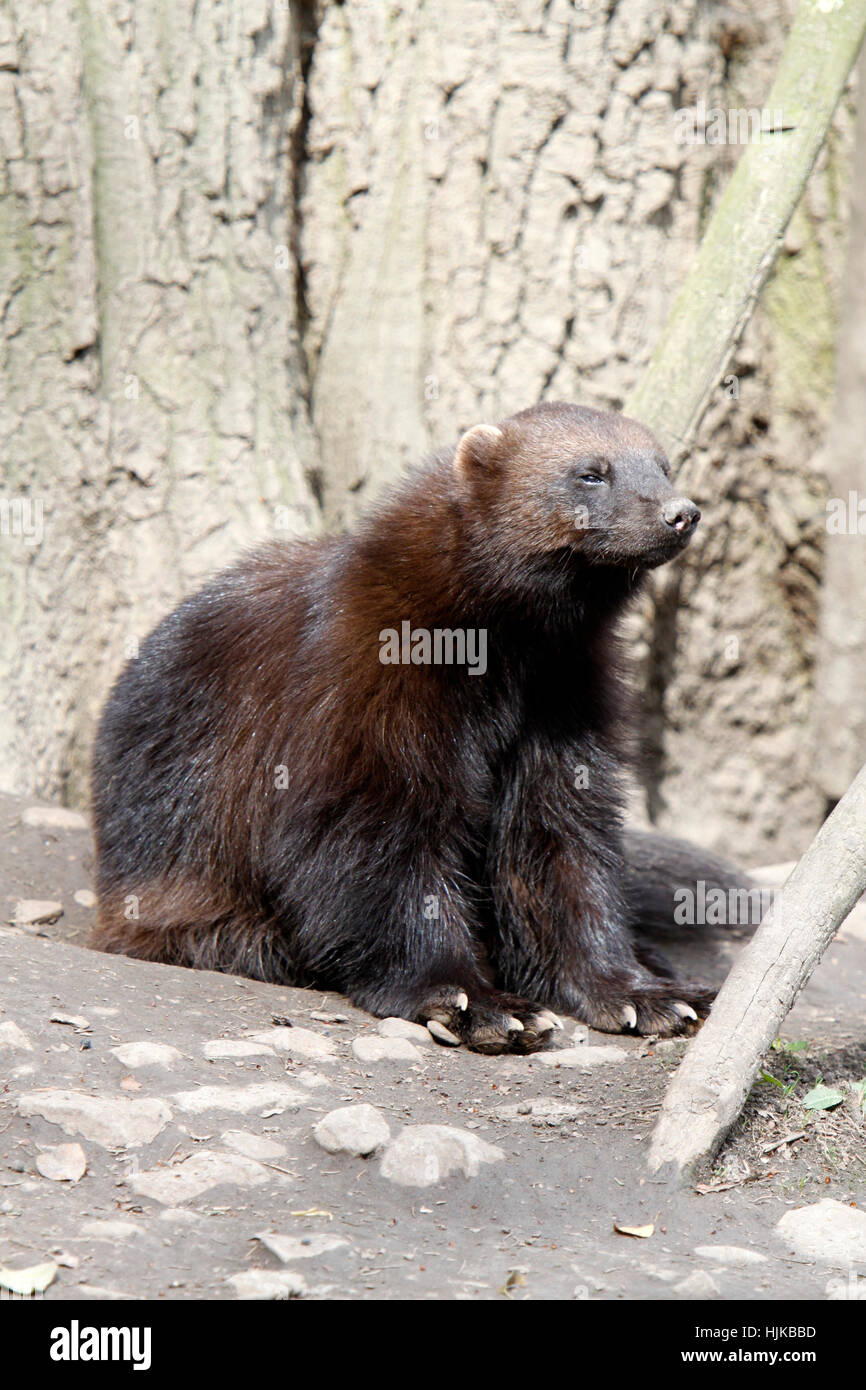 predator, glutton, wolverine, animal, mammal, brown, brownish, brunette ...