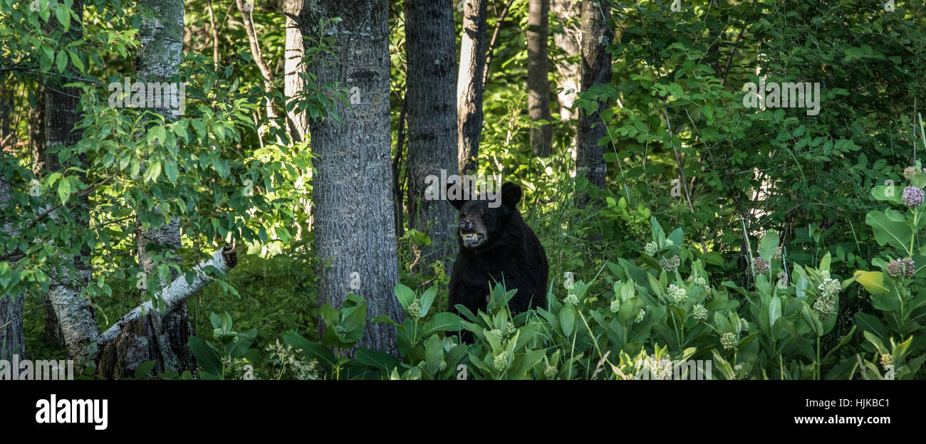 American black bear Stock Photo - Alamy