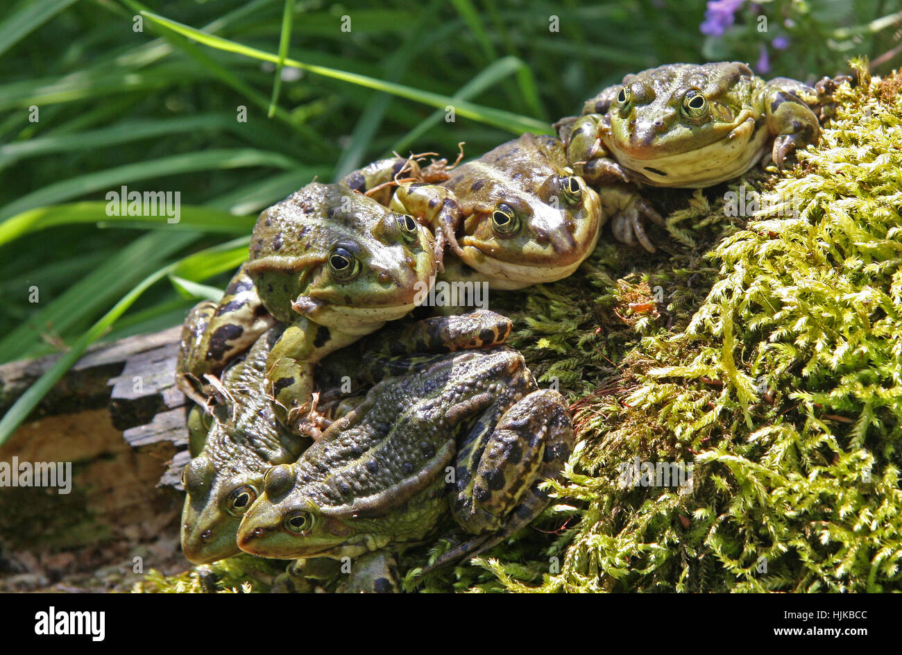 five, amphibians, frog, toads, toad, frogs, assembly, gathering, macro ...