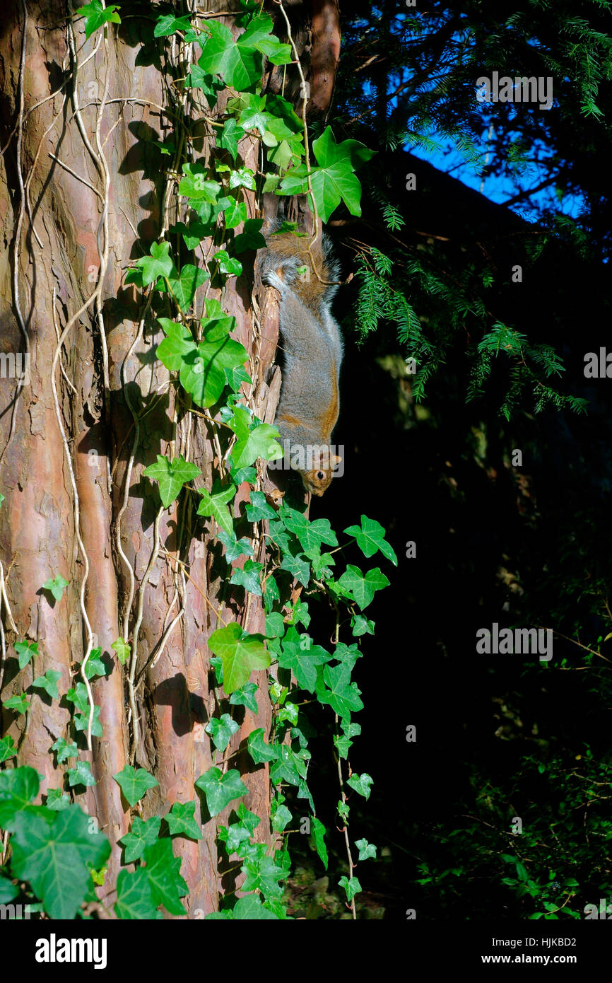 Grey squirrel drey nest in hi-res stock photography and images - Alamy