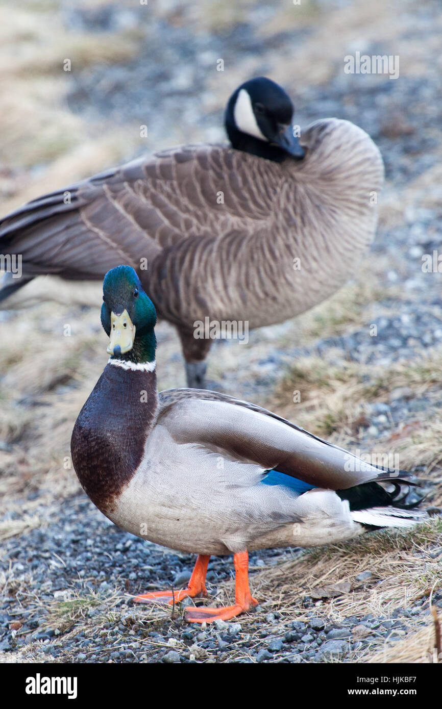feathers, duck, drake, goose, mallard, facing, bird, wild, male ...