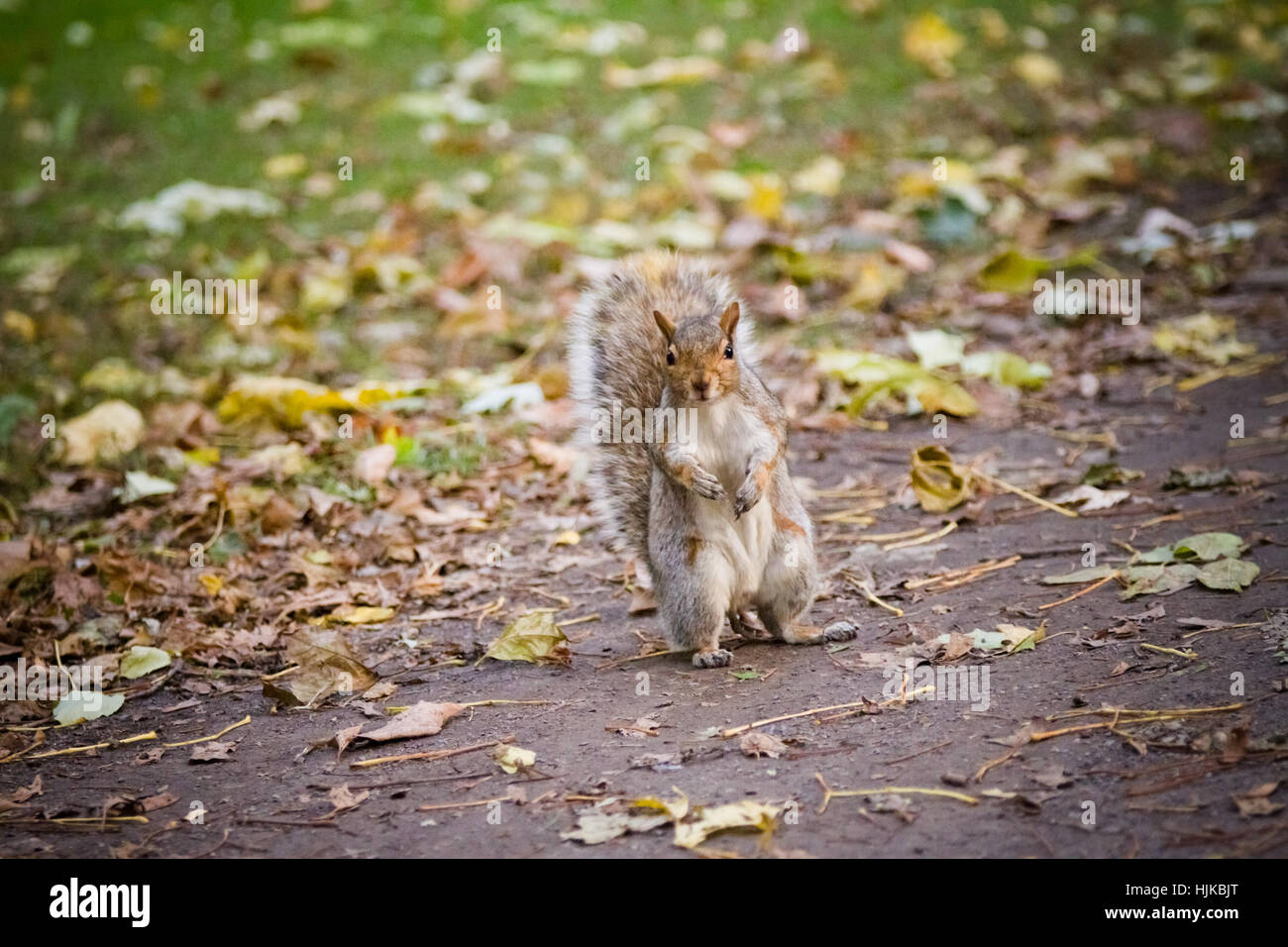 beautiful, beauteously, nice, environment, enviroment, closeup, tree ...