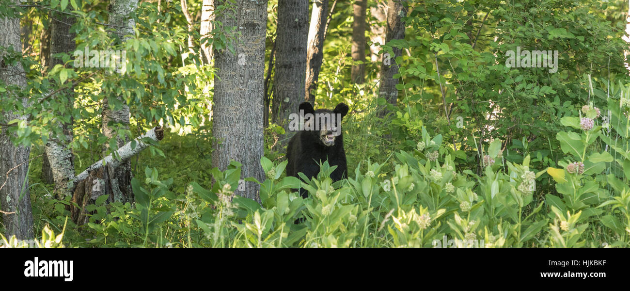 American black bear Stock Photo - Alamy