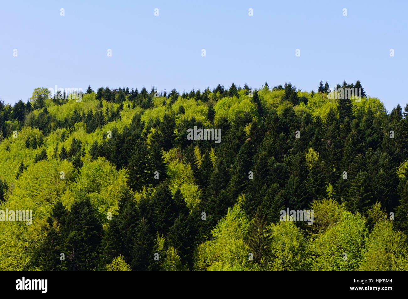 hill, horizon, ground, soil, earth, humus, growth, landscape, scenery ...