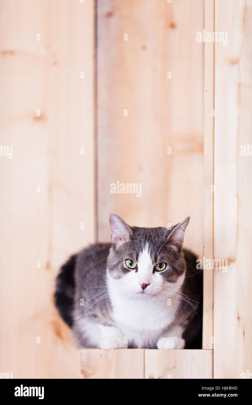 animal, mammal, wood, curiosity, male, masculine, face, portrait ...