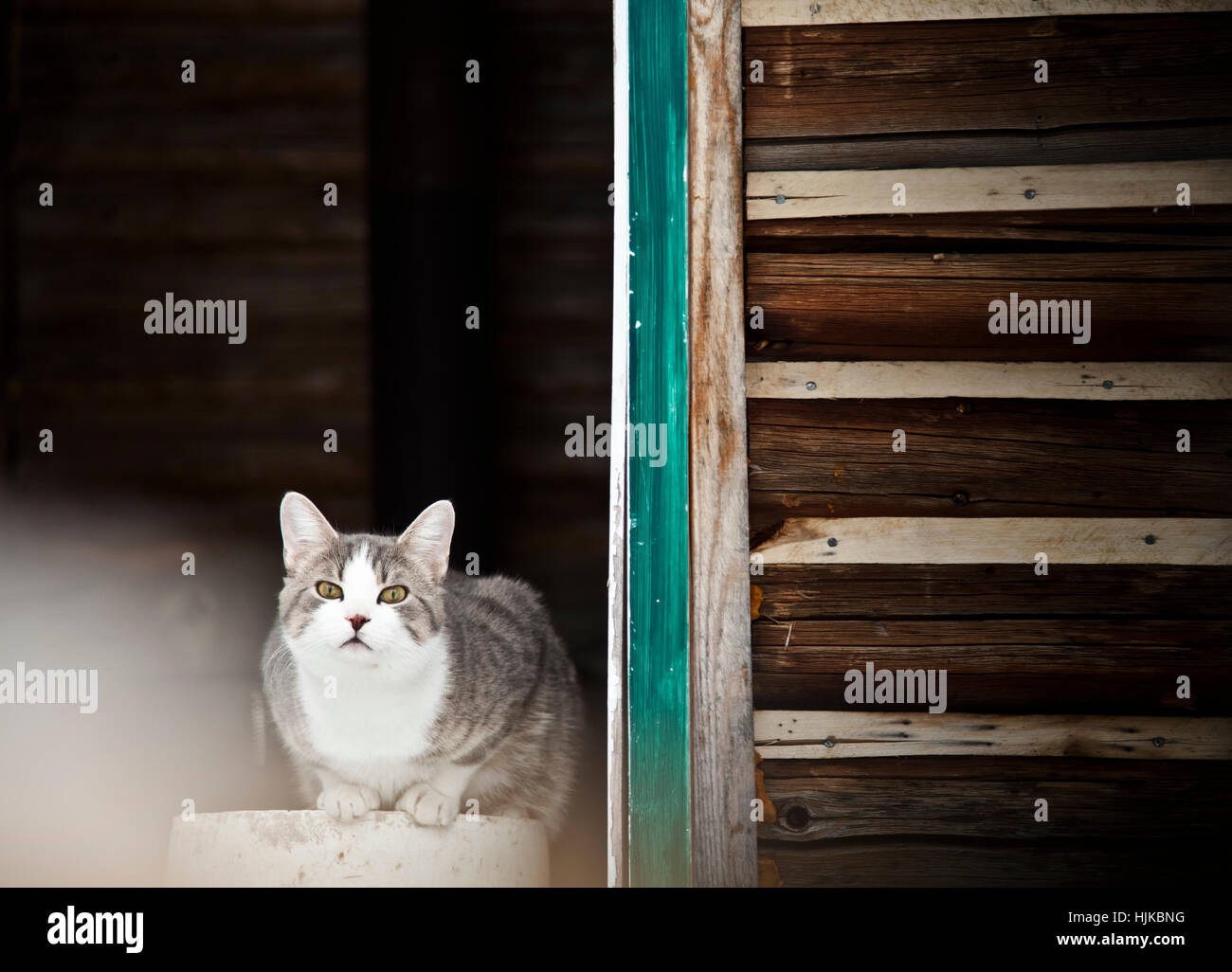 wait, waiting, house, building, wood, door, look, glancing, see, view ...