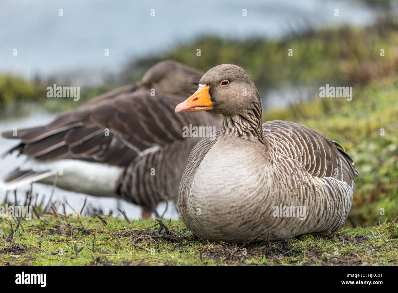 Native resident species hi-res stock photography and images - Alamy