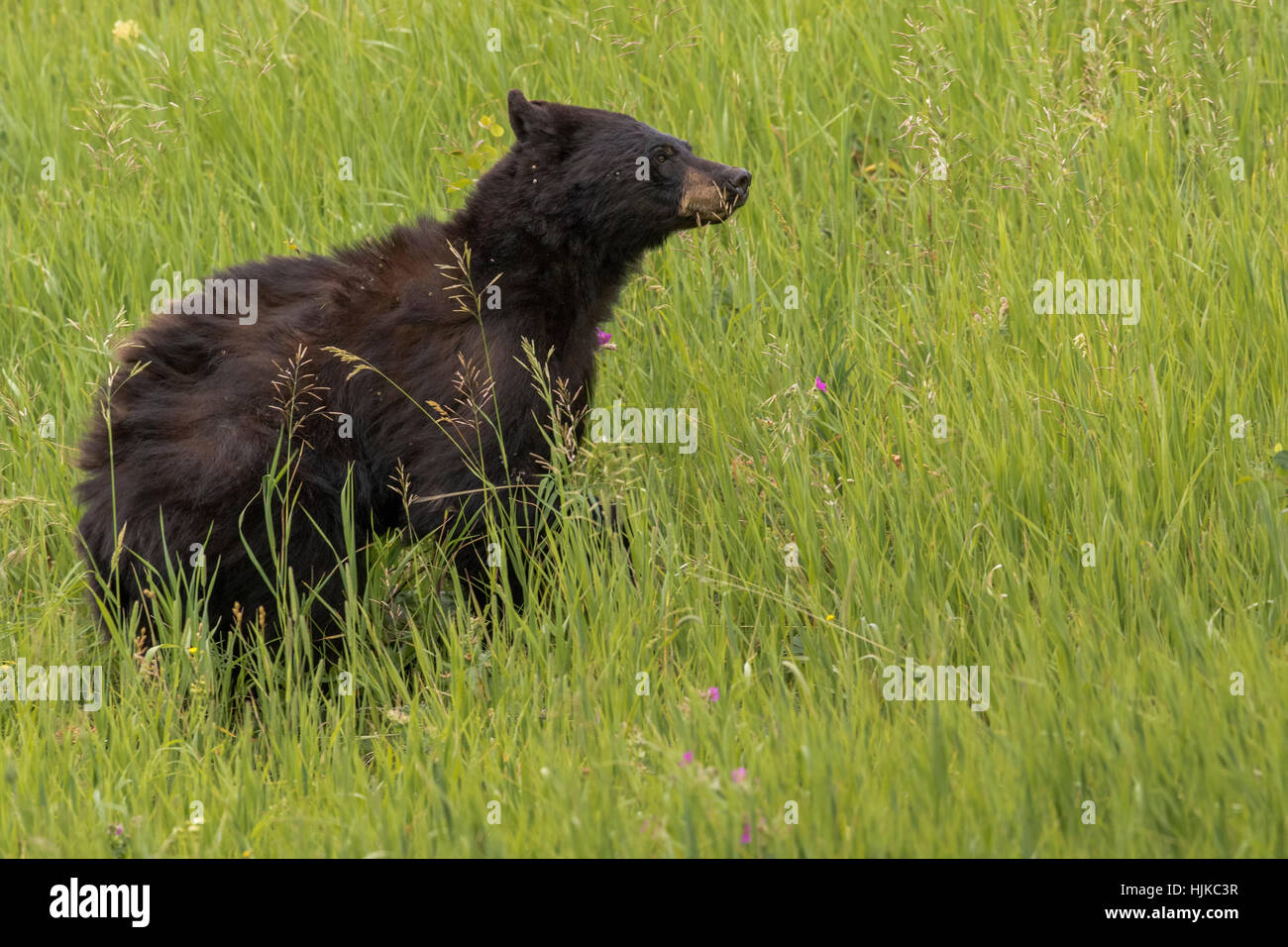 Black bear in Yellowstone National Park Stock Photo - Alamy
