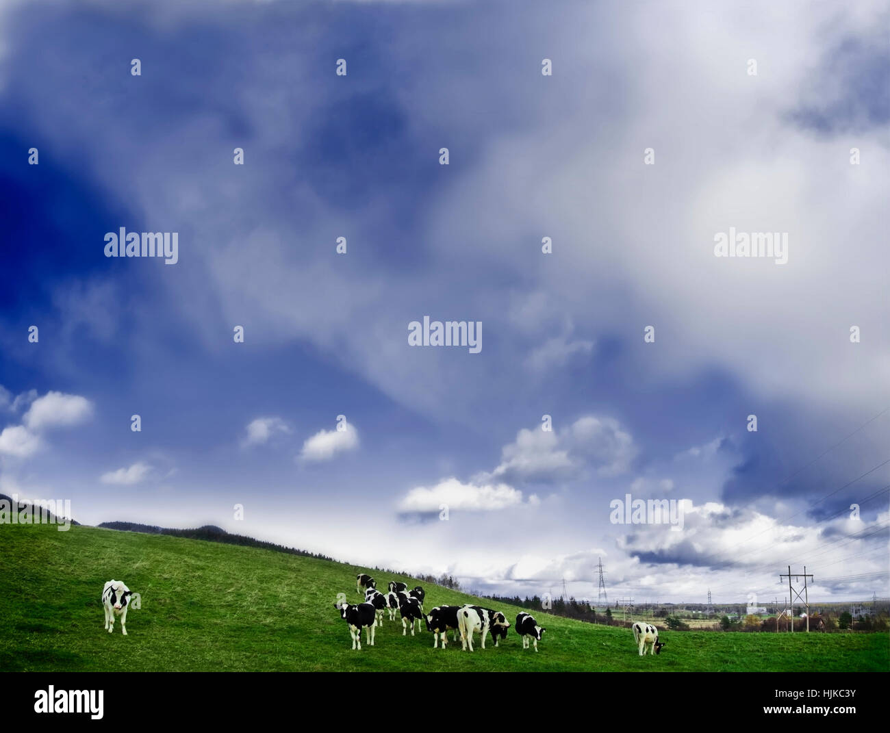 field, sunlight, milk, sight, view, outlook, perspective, vista ...