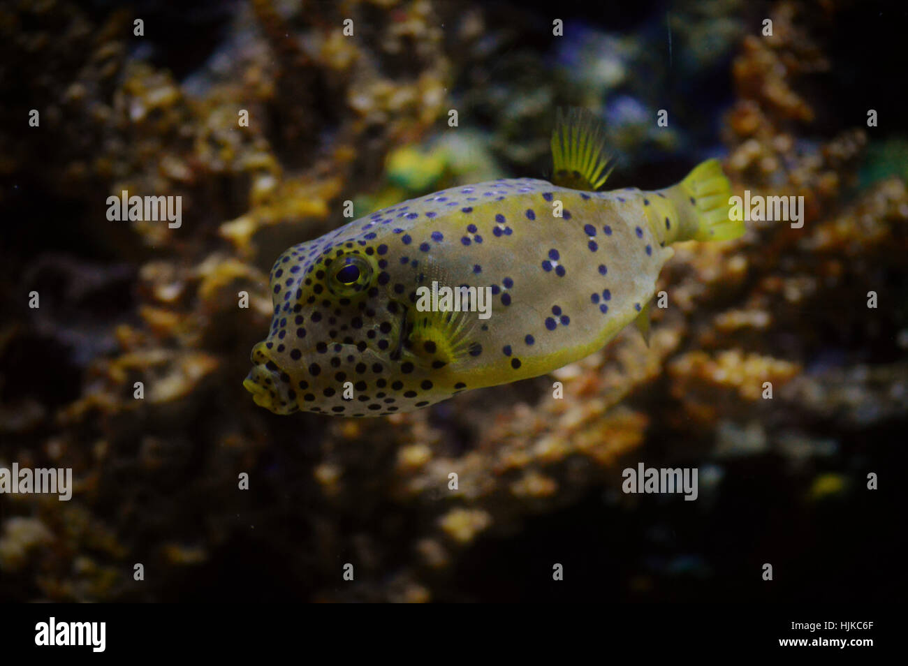 Black yellow fish hi-res stock photography and images - Alamy