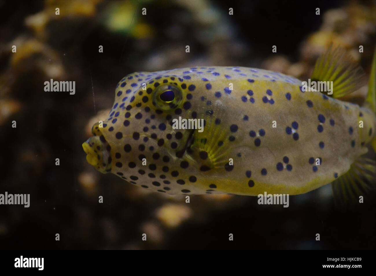 Fish with dots hi-res stock photography and images - Alamy