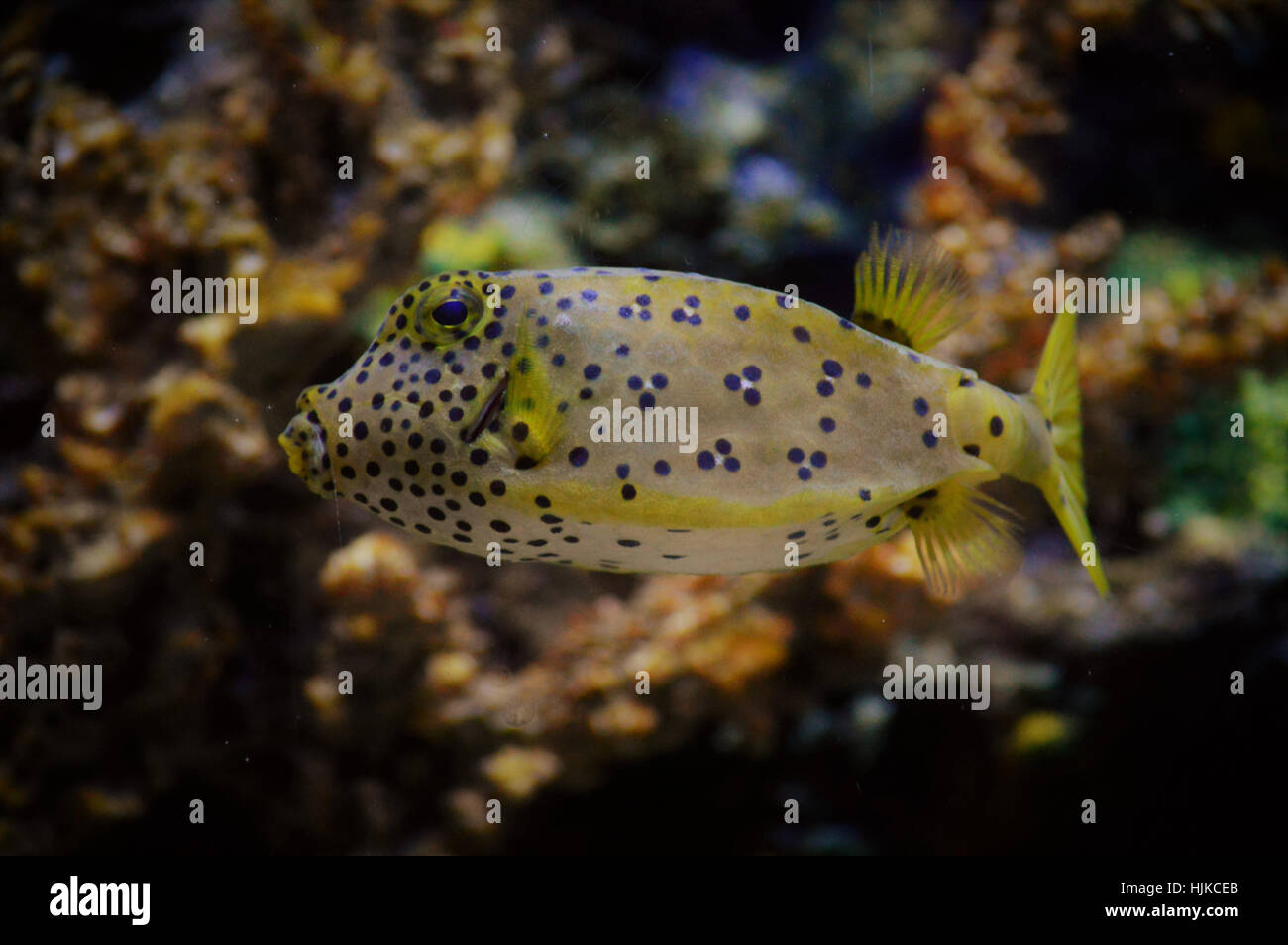Fish with dots hi-res stock photography and images - Alamy