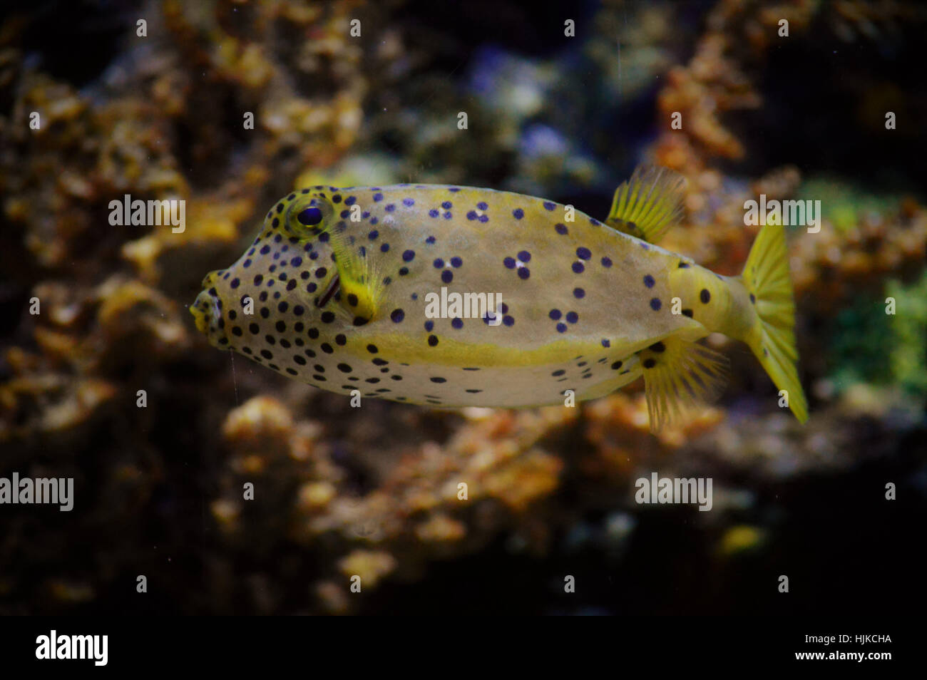 Fish with dots hi-res stock photography and images - Alamy