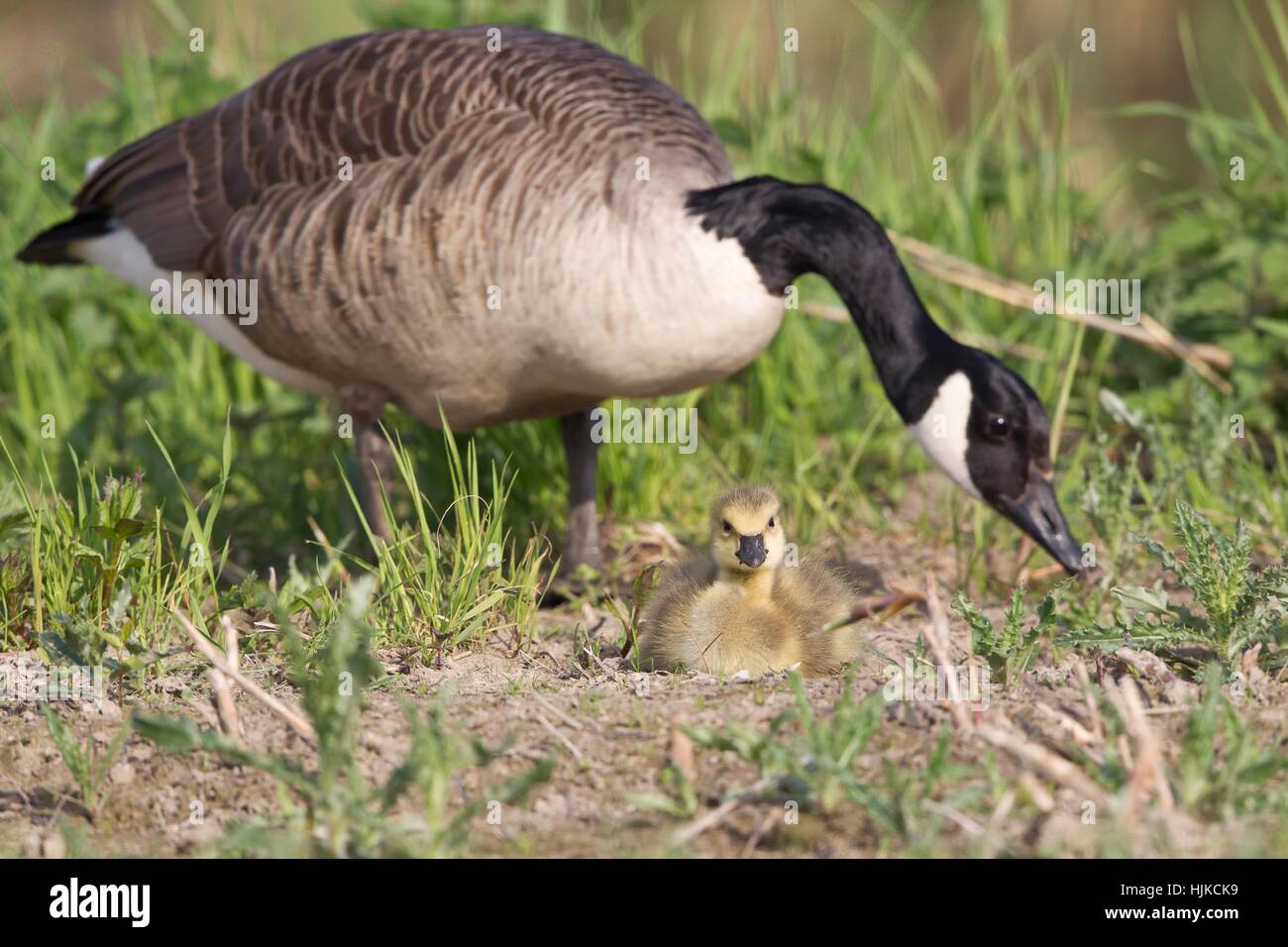 parents, feathering, geese, one, goose, parents, feathering, geese, one ...
