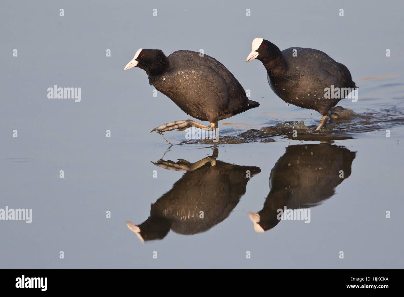 Coots legs hi-res stock photography and images - Alamy