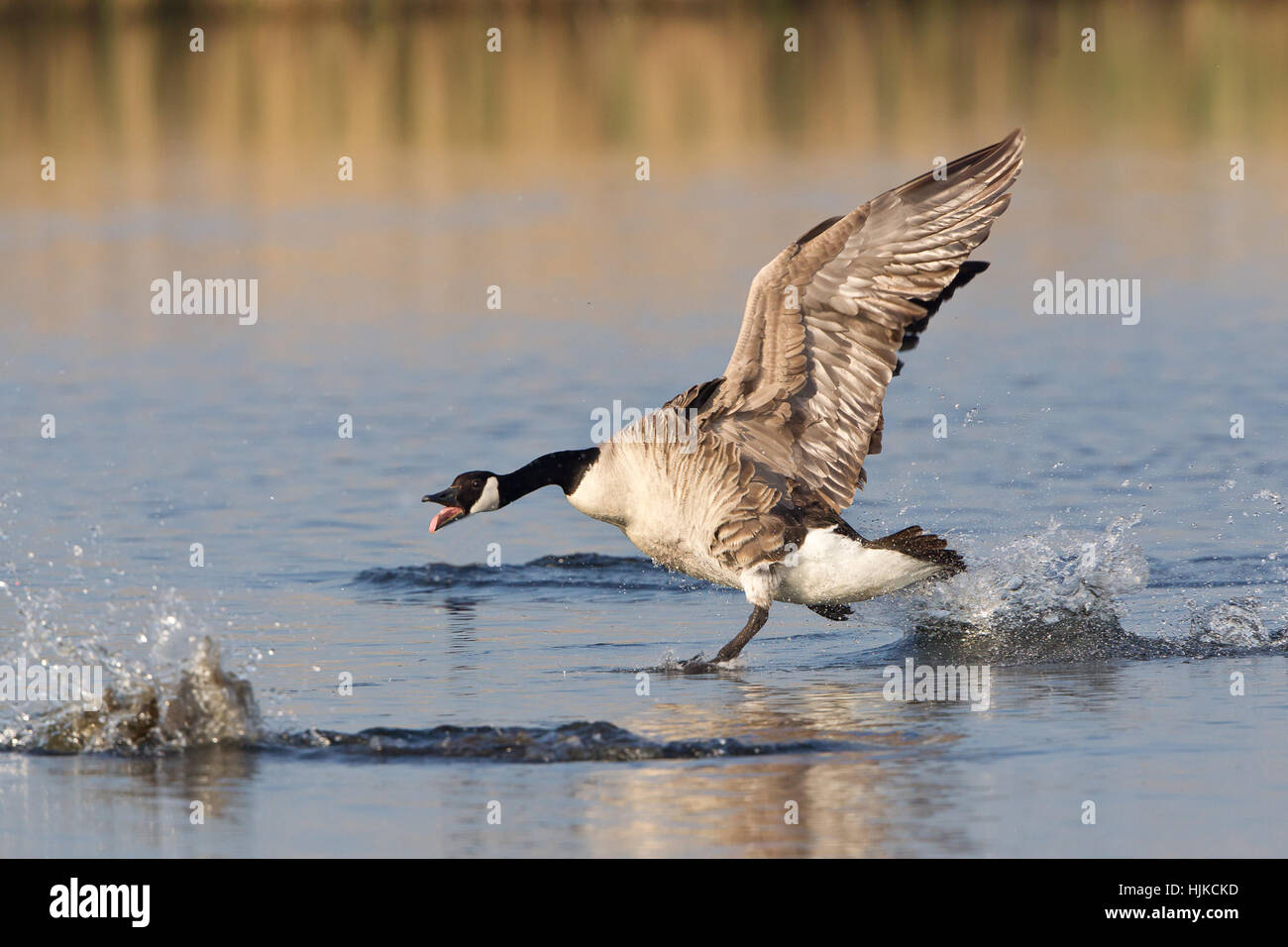 blue, flight, wing, dynamic, blue, flight, wing, feathering, dynamic ...