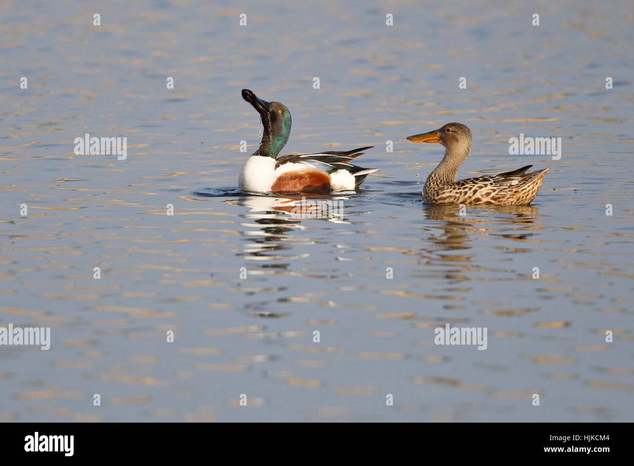 duck, drake, male, spoonbill, coloured, colourful, gorgeous ...