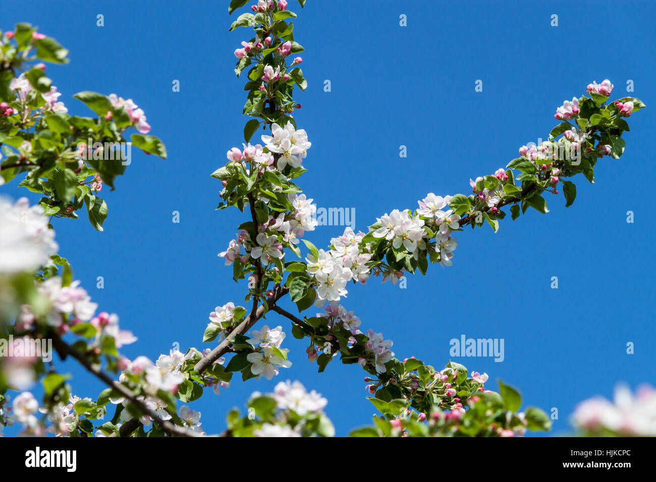 apple tree branch Stock Photo - Alamy