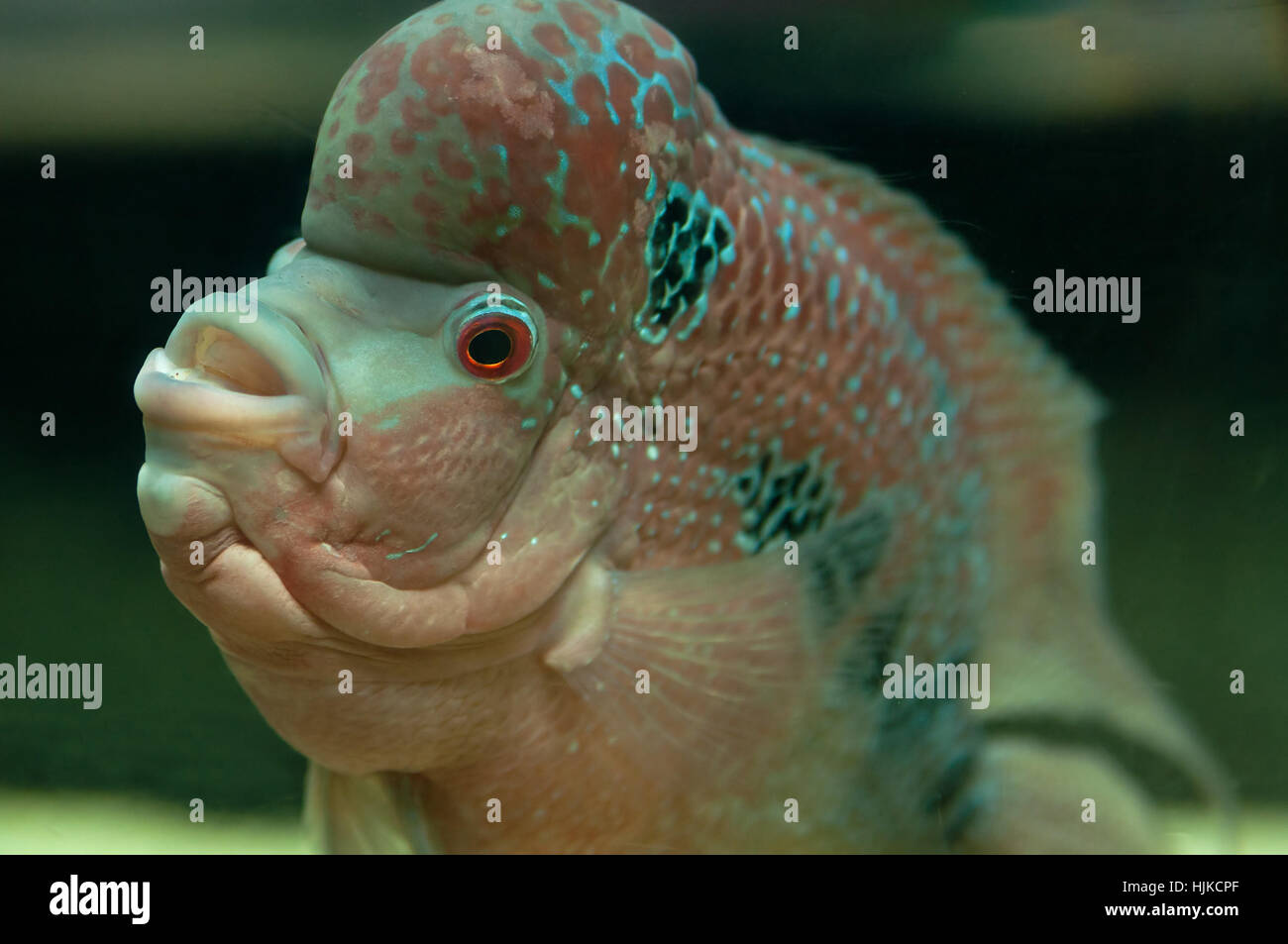 Underwater close up photo of tropical fish Stock Photo - Alamy
