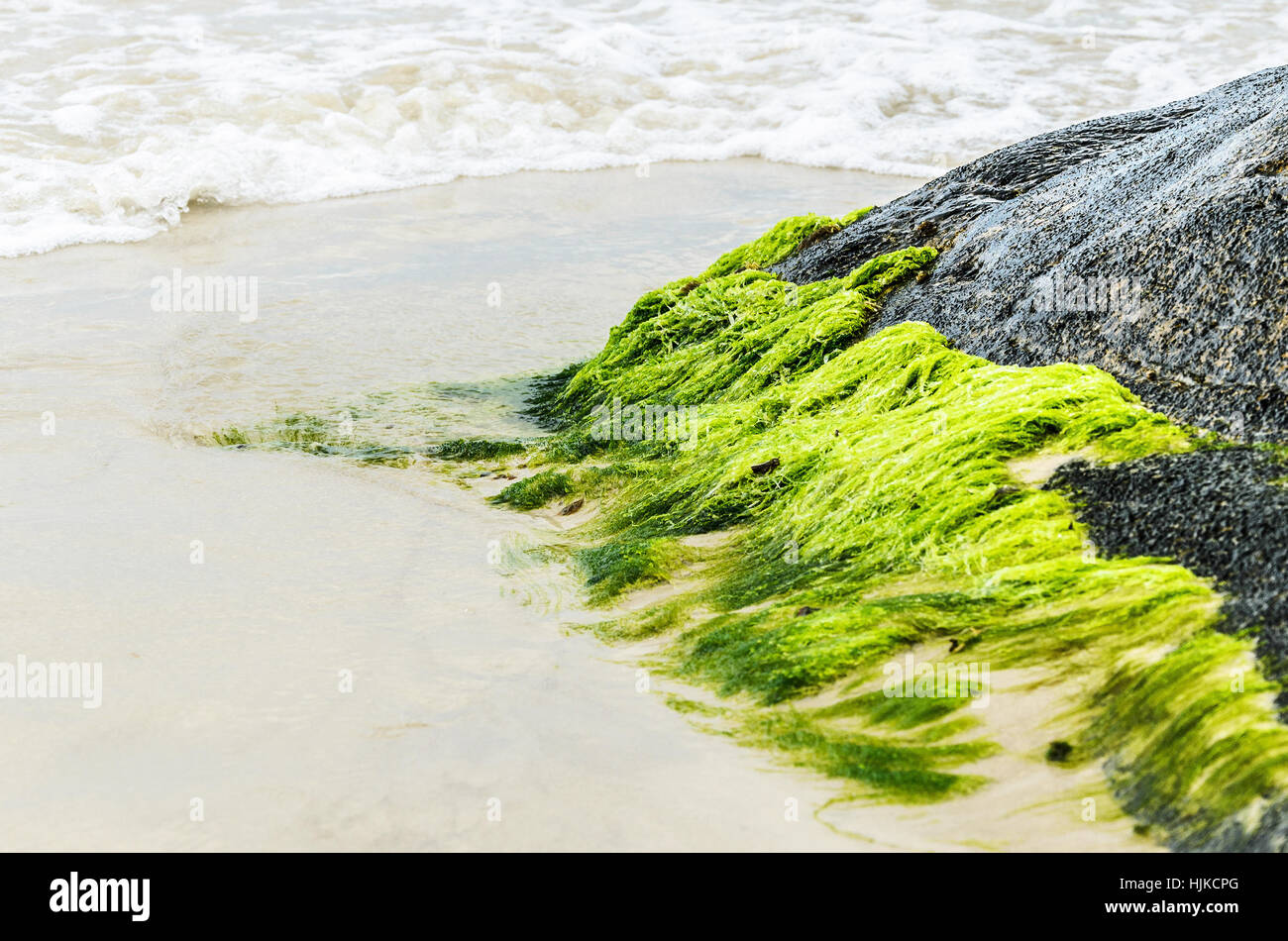Green moss stuck in stone around sand and sea waves Stock Photo - Alamy