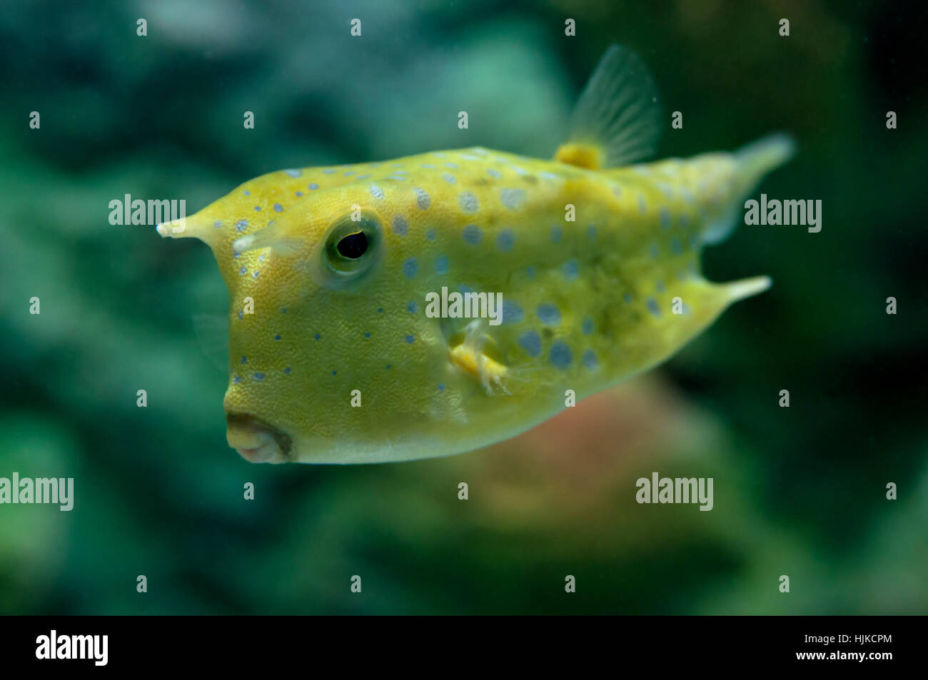 Underwater close up photo of tropical fish Stock Photo - Alamy