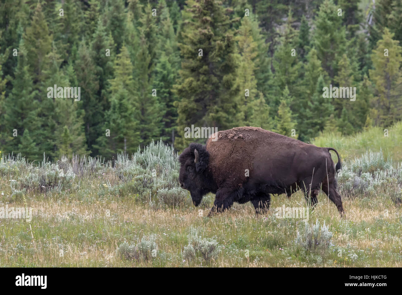 North american megafauna hi-res stock photography and images - Alamy