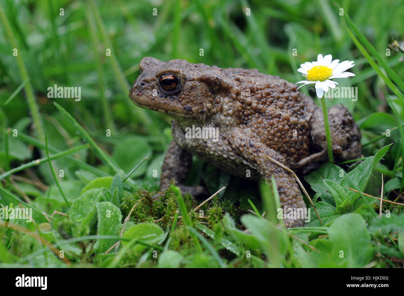 frog, toad, meadow, brown, brownish, brunette, eyes, frog, quinsy, toad ...