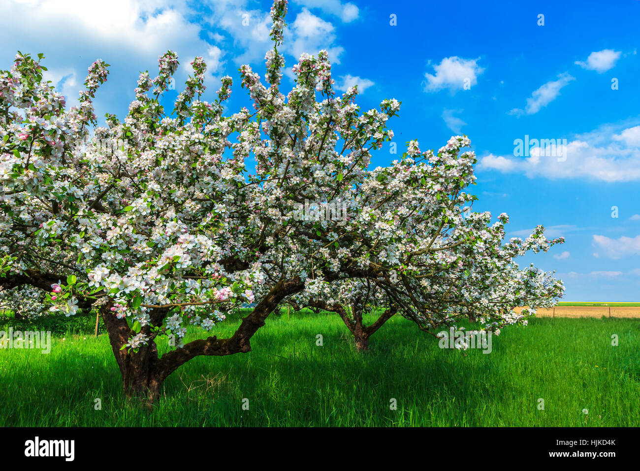blue, bucolic, green, agriculture, farming, field, spring, apple tree ...