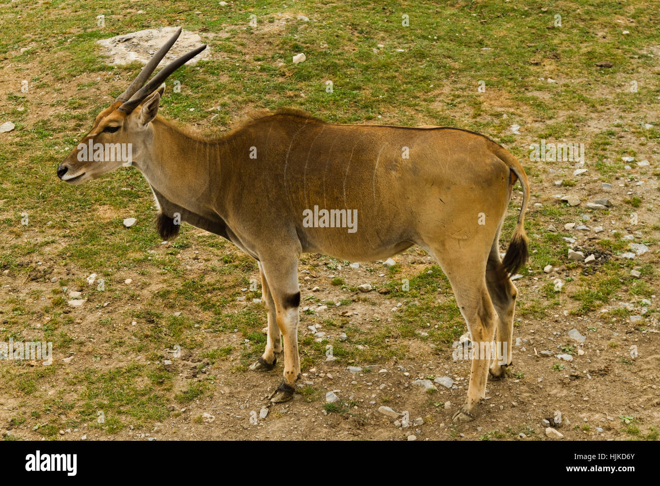 mammal, brown, brownish, brunette, wild, fur, look, glancing, see, view ...