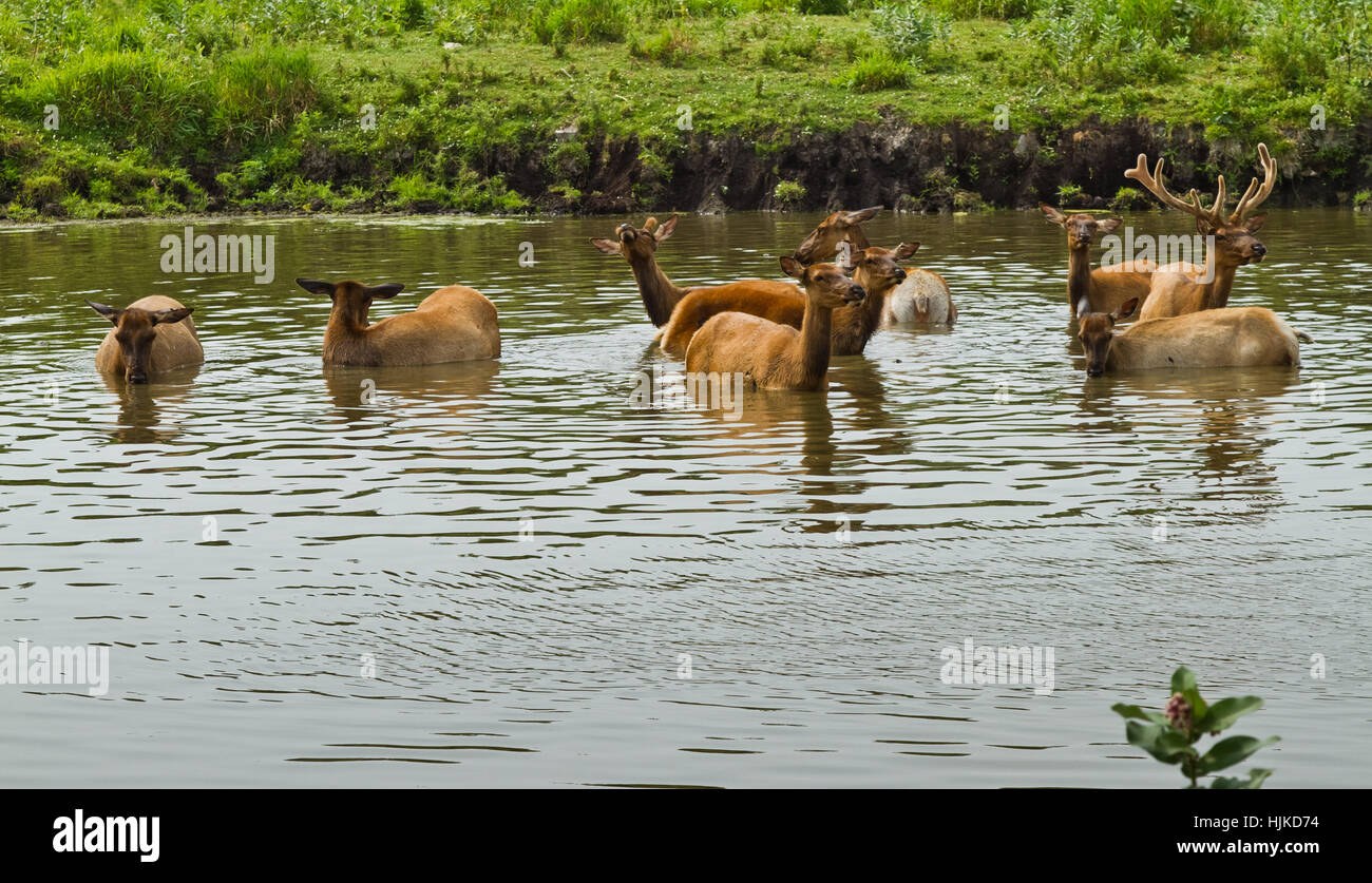 tree, animal, sunlight, mammals, adult, woods, wildlife, day, during ...