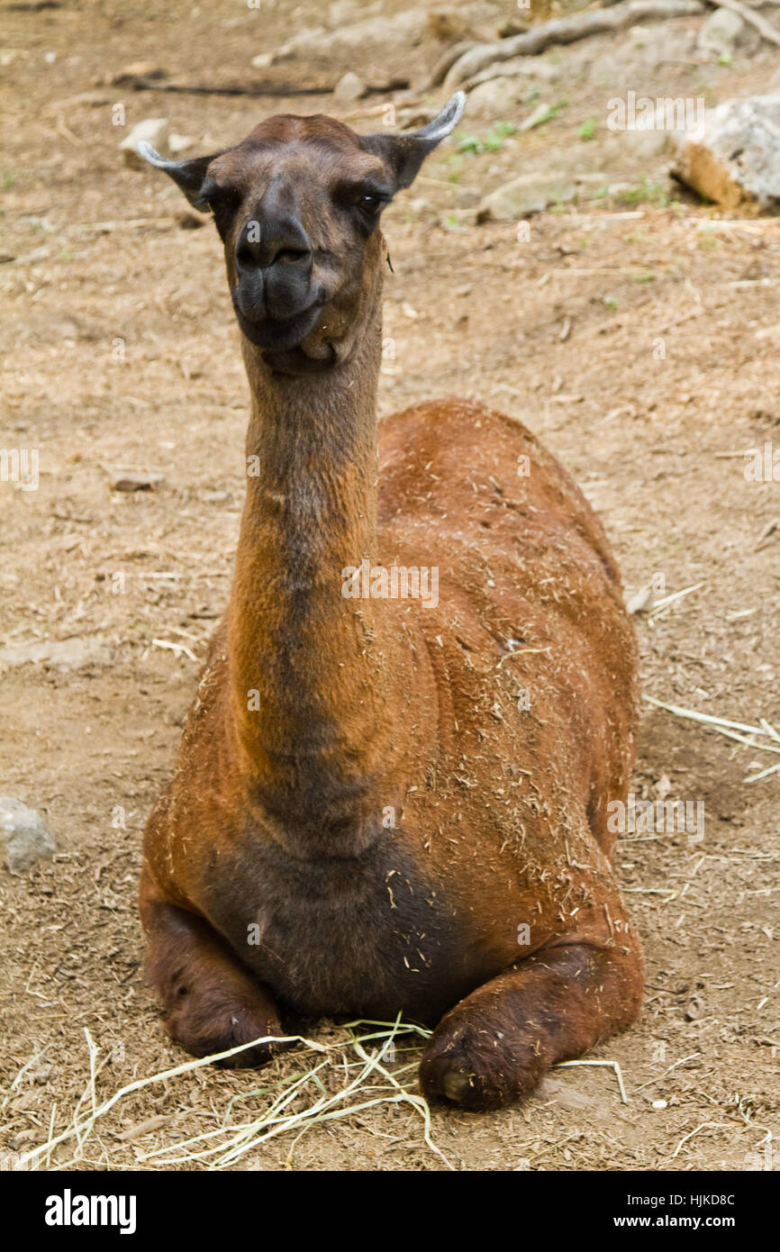 desert, wasteland, camel, eyes, look, glancing, see, view, looking ...