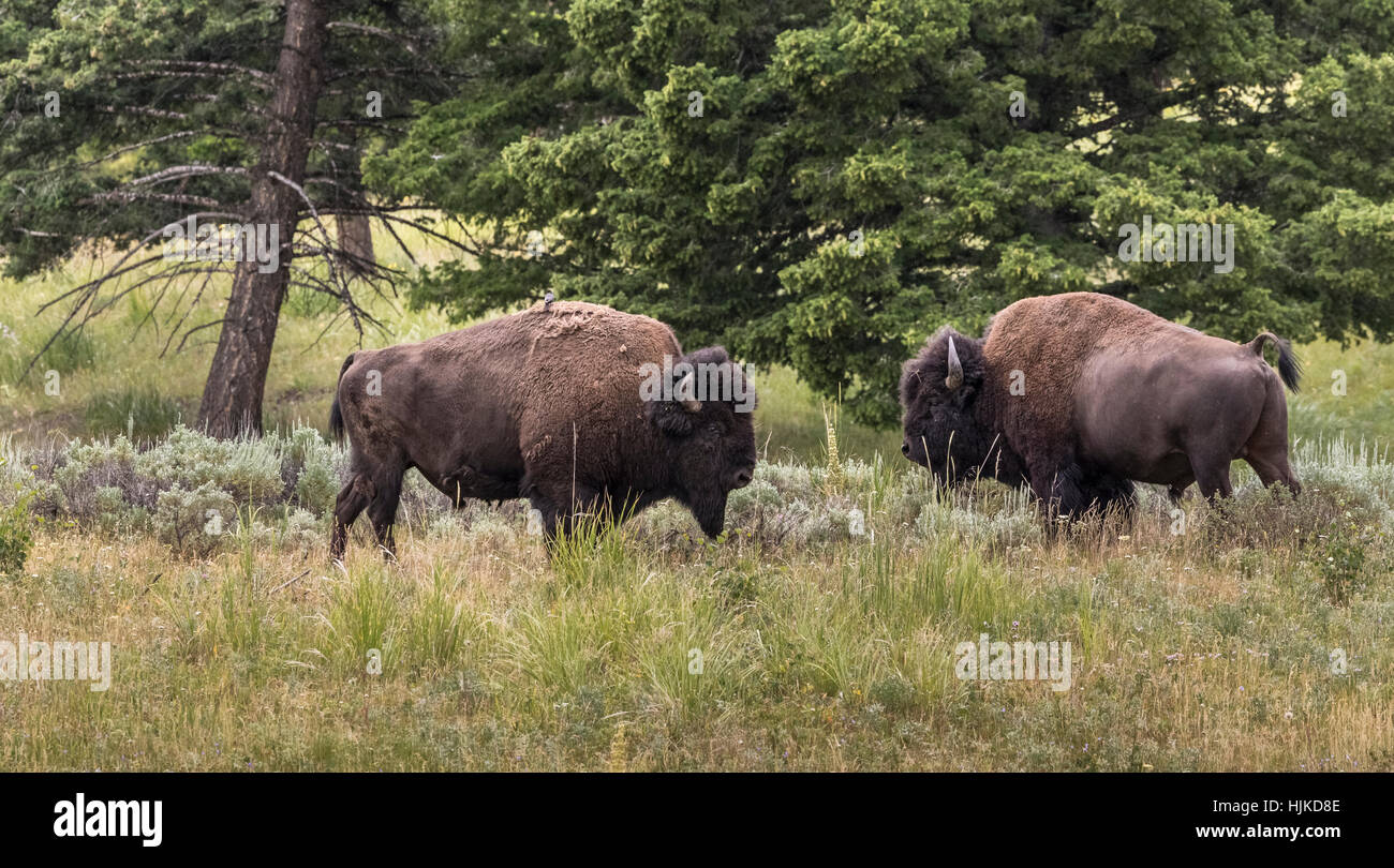 American bison bison bison face hi-res stock photography and images - Alamy
