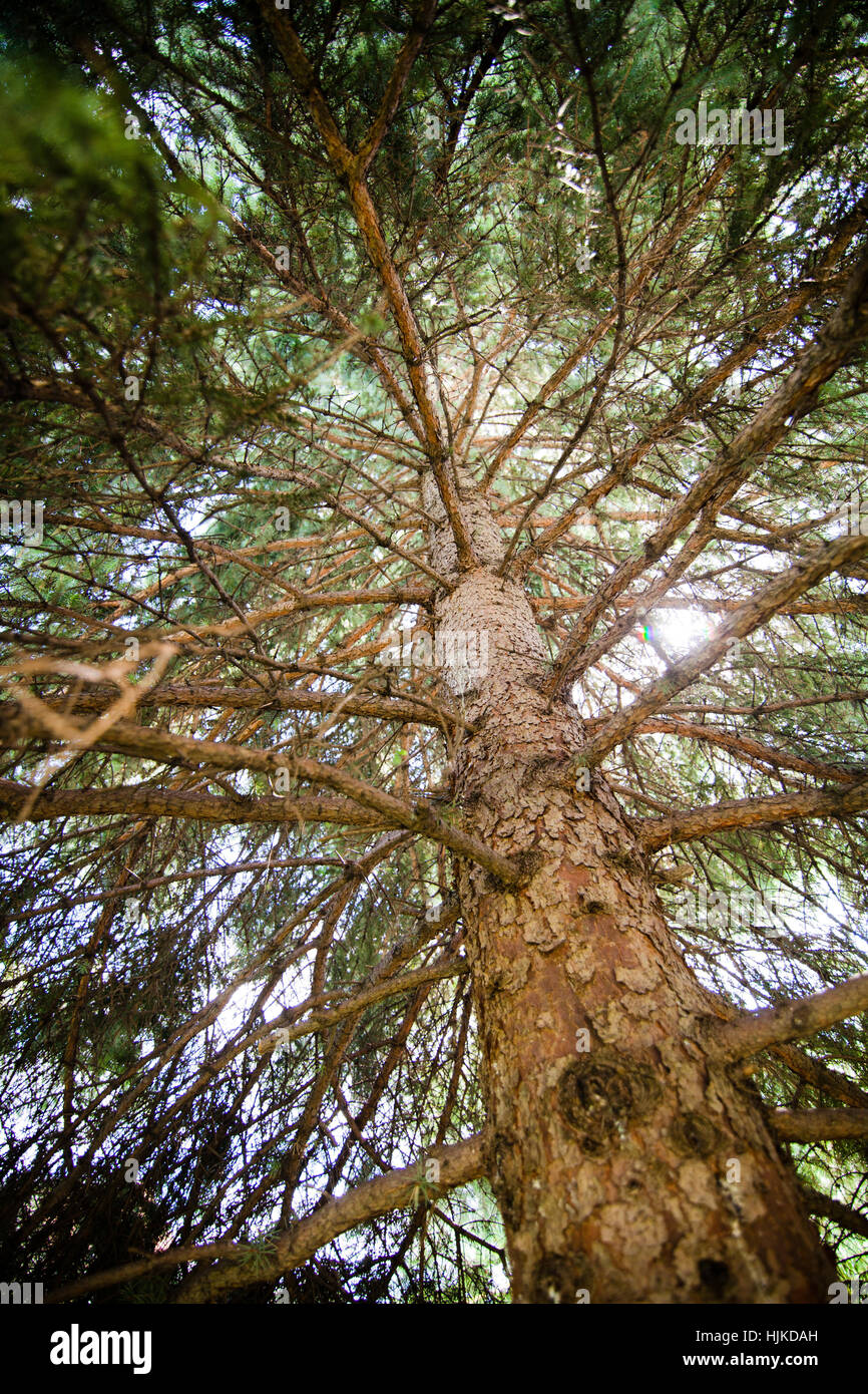 humans, human beings, people, folk, persons, human, human being, tree ...