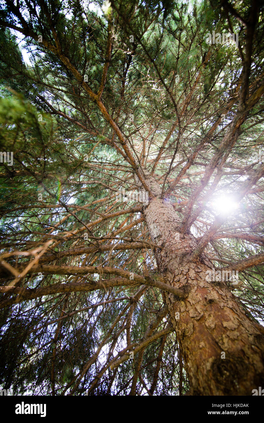 humans, human beings, people, folk, persons, human, human being, tree ...