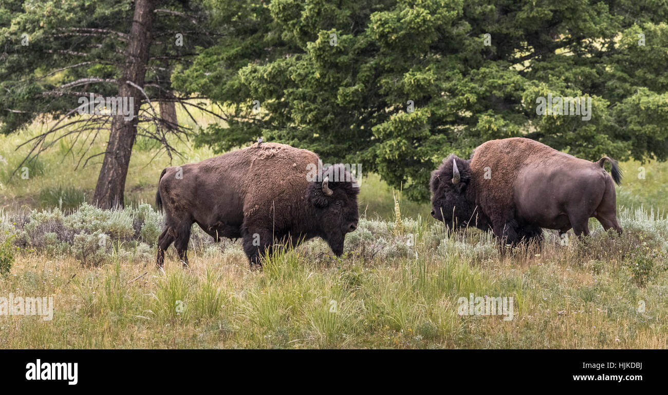 North american megafauna hi-res stock photography and images - Alamy