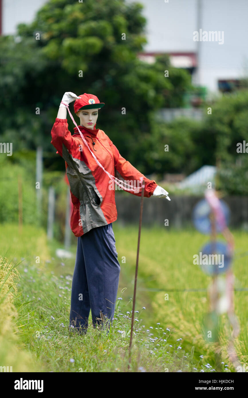 Sporty mannequin scarecrow in rice field, Ji’an Township, Hualien ...