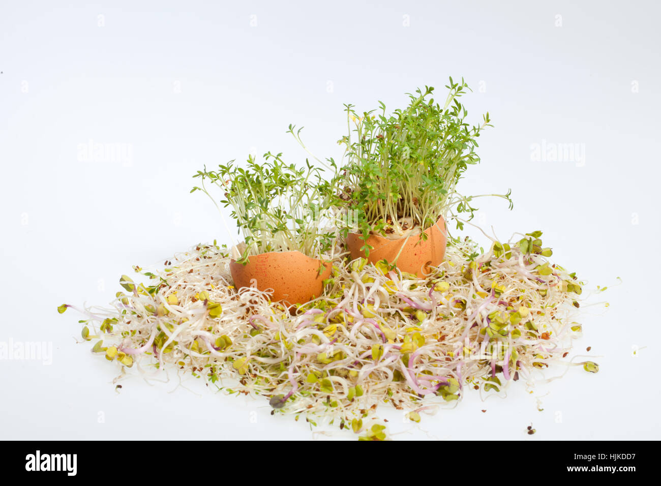 easter, spring, bouncing, bounces, hop, skipping, frisks, jumping, jump ...