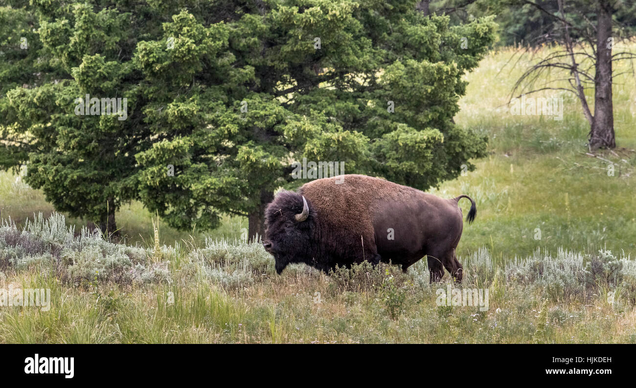 American megafauna hi-res stock photography and images - Alamy