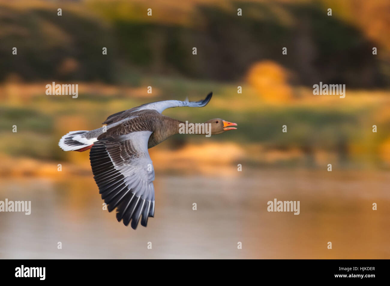 Beaks facing hi-res stock photography and images - Alamy