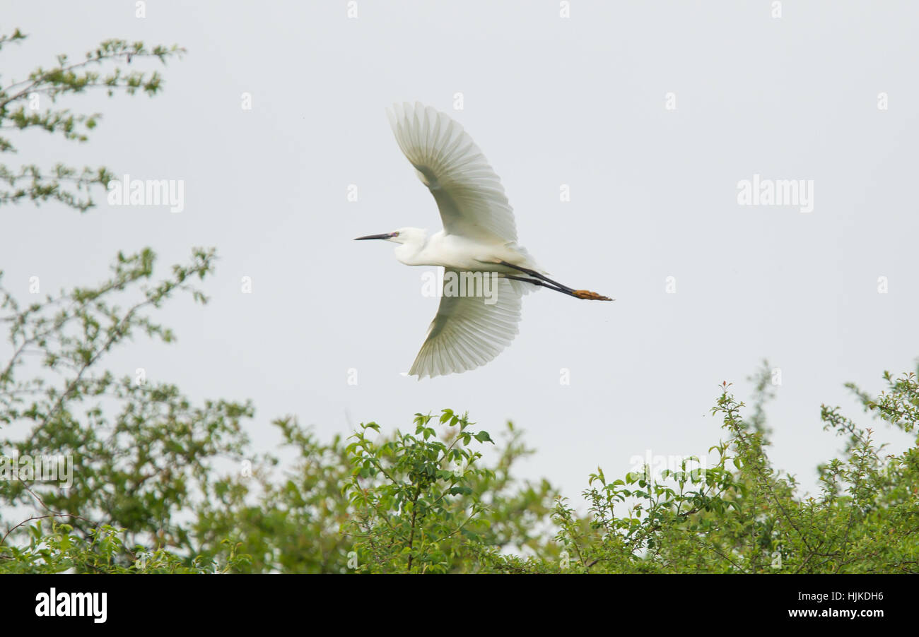 food, aliment, travel, animal, bird, fauna, wild, swamp, fish, summer ...