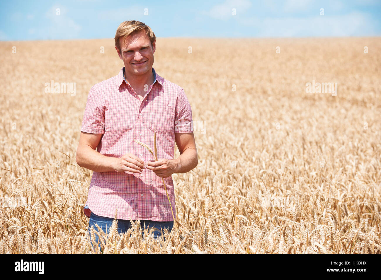Farmer In Wheat Field Inspecting Crop Stock Photo - Alamy