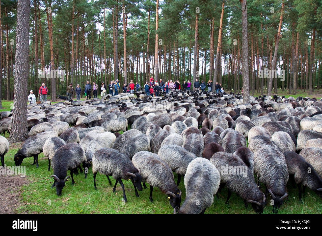 animals, herd, heath, sheep (pl.), willow, animals, herd, heath, sheep ...