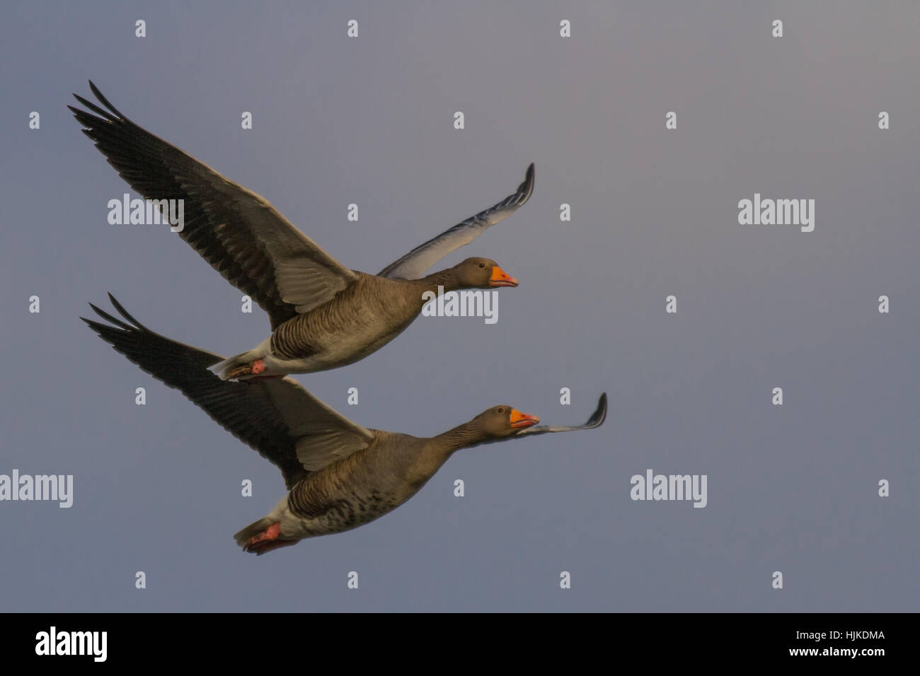 Greylag Goose (Anser anser) in flight facing right Stock Photo - Alamy
