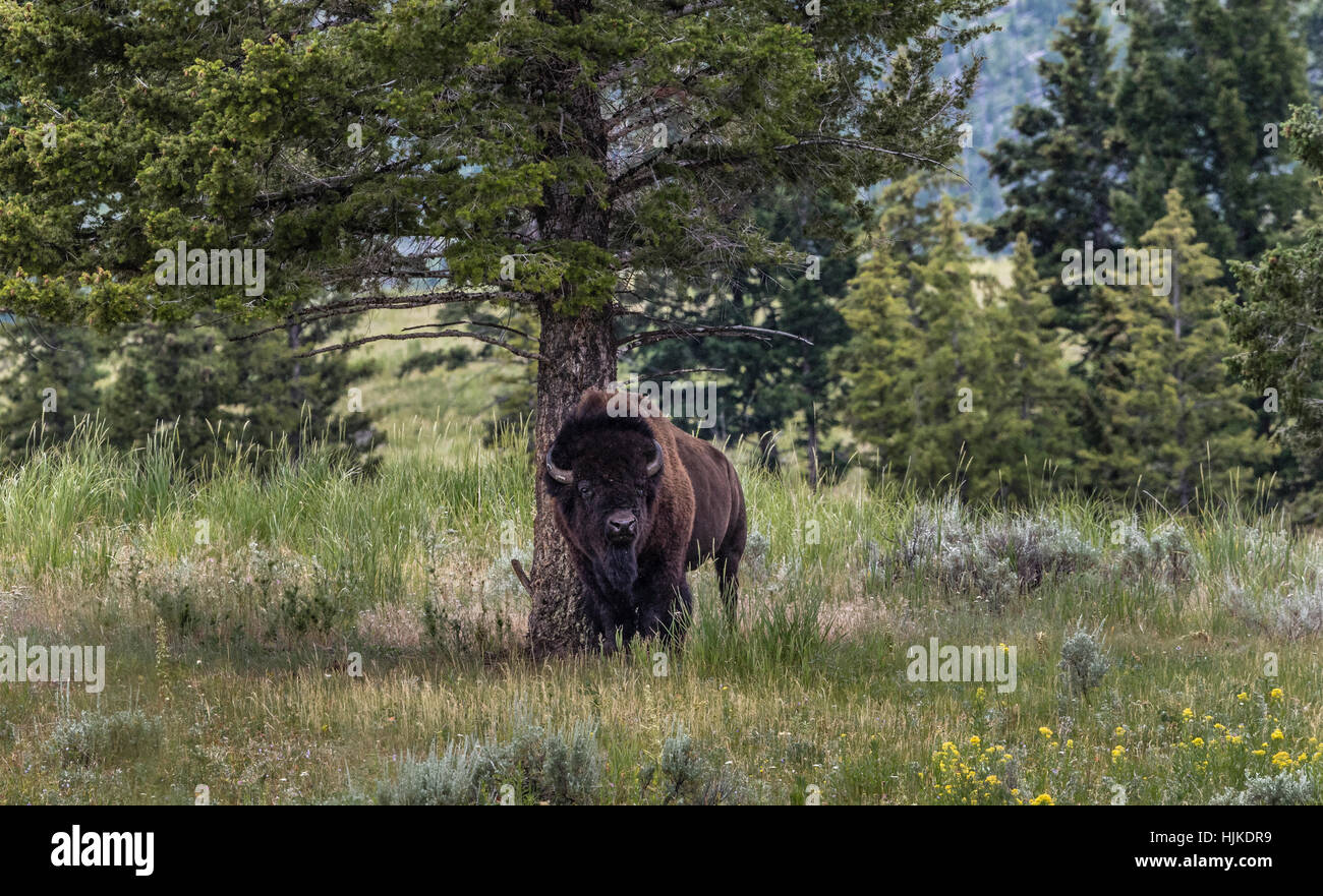 American megafauna hi-res stock photography and images - Alamy