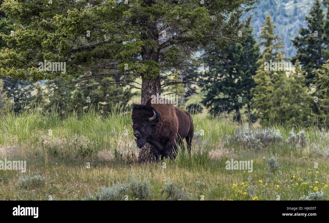 North american megafauna hi-res stock photography and images - Alamy
